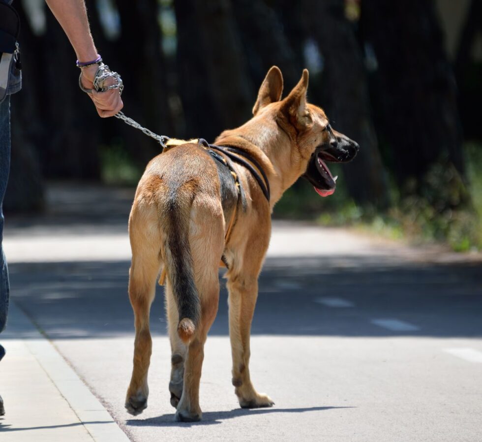 Drop Off Form | Palo Duro Animal Hospital
