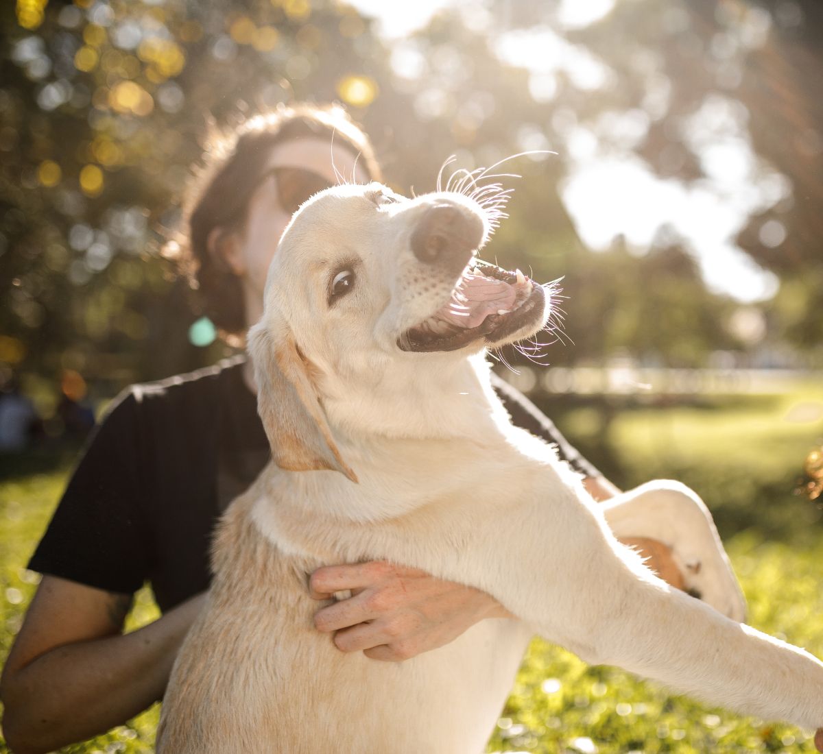 Accessibility Statement | Palo Duro Animal Hospital